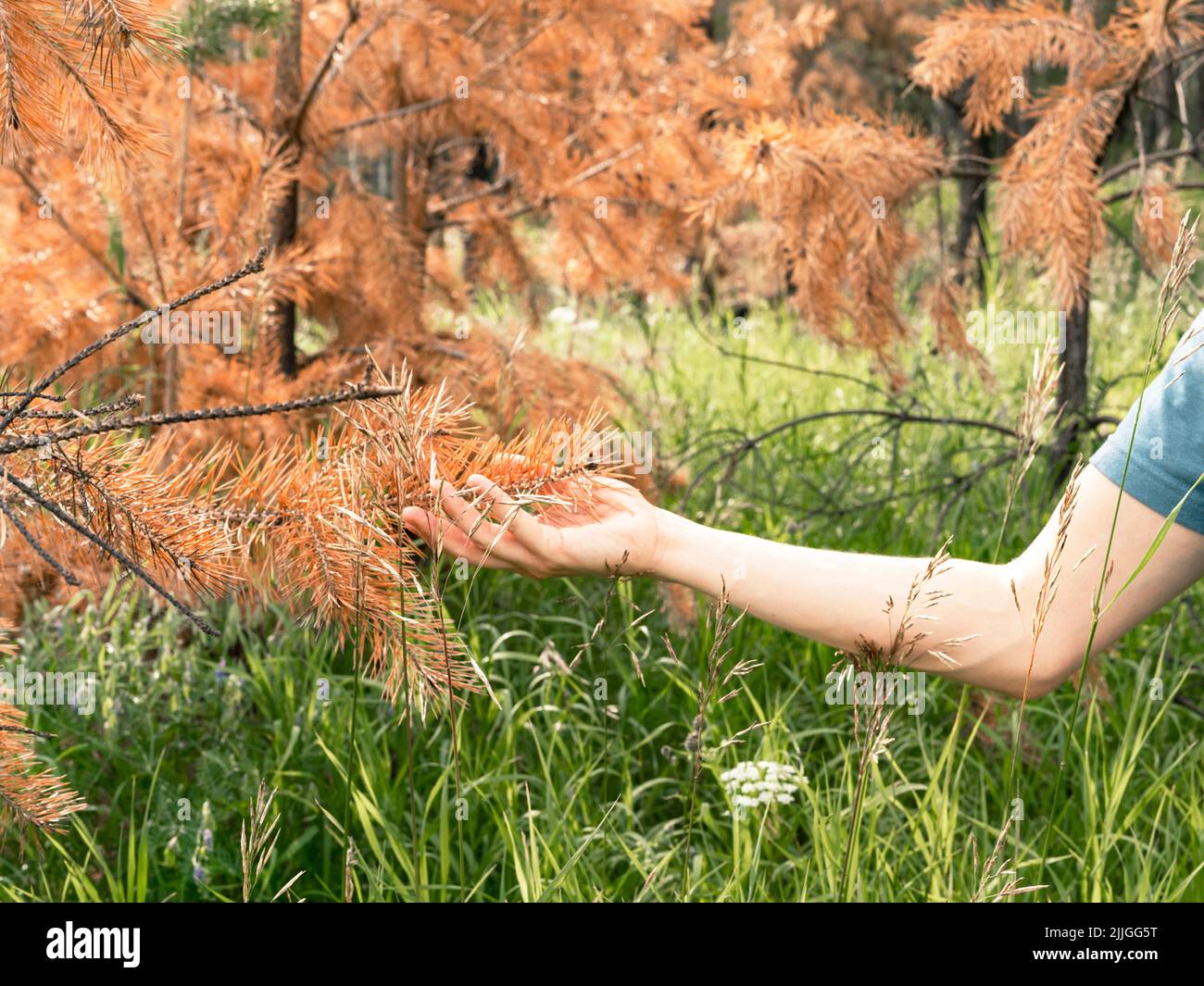 hand touching dried branch pine tree in yellow orange needles crown ...
