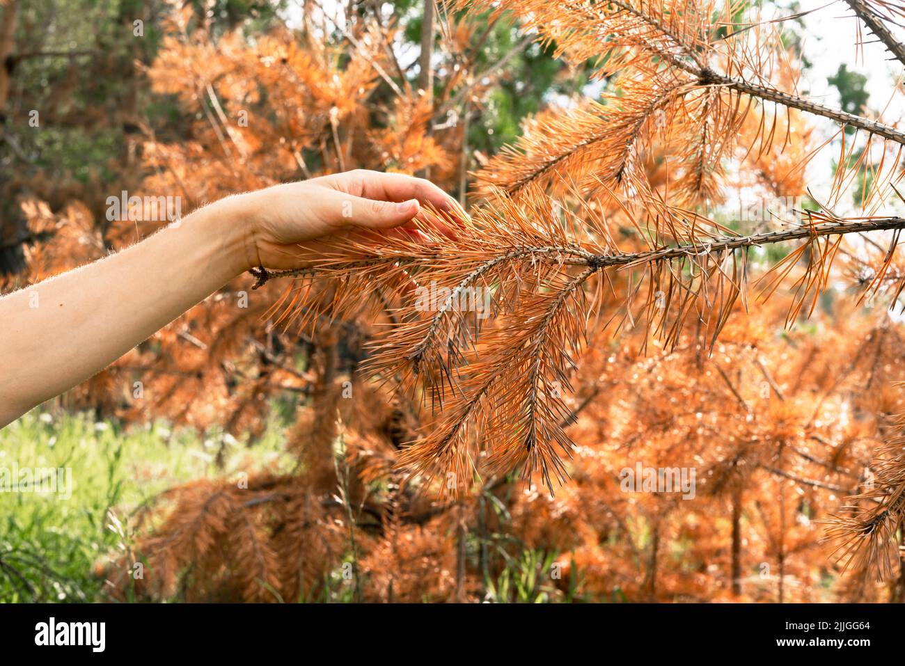 hand touching dried branch pine tree in yellow orange needles crown ...