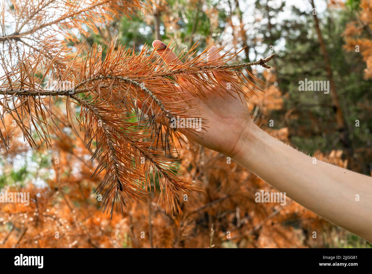 hand touching dried branch pine tree in yellow orange needles crown ...