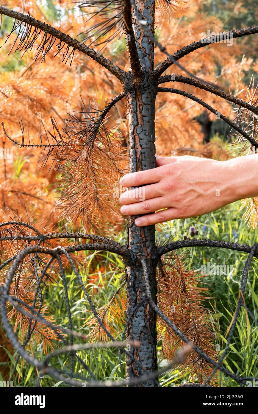 Male hand touching the trunk of burnt pine tree in yellow orange crown ...