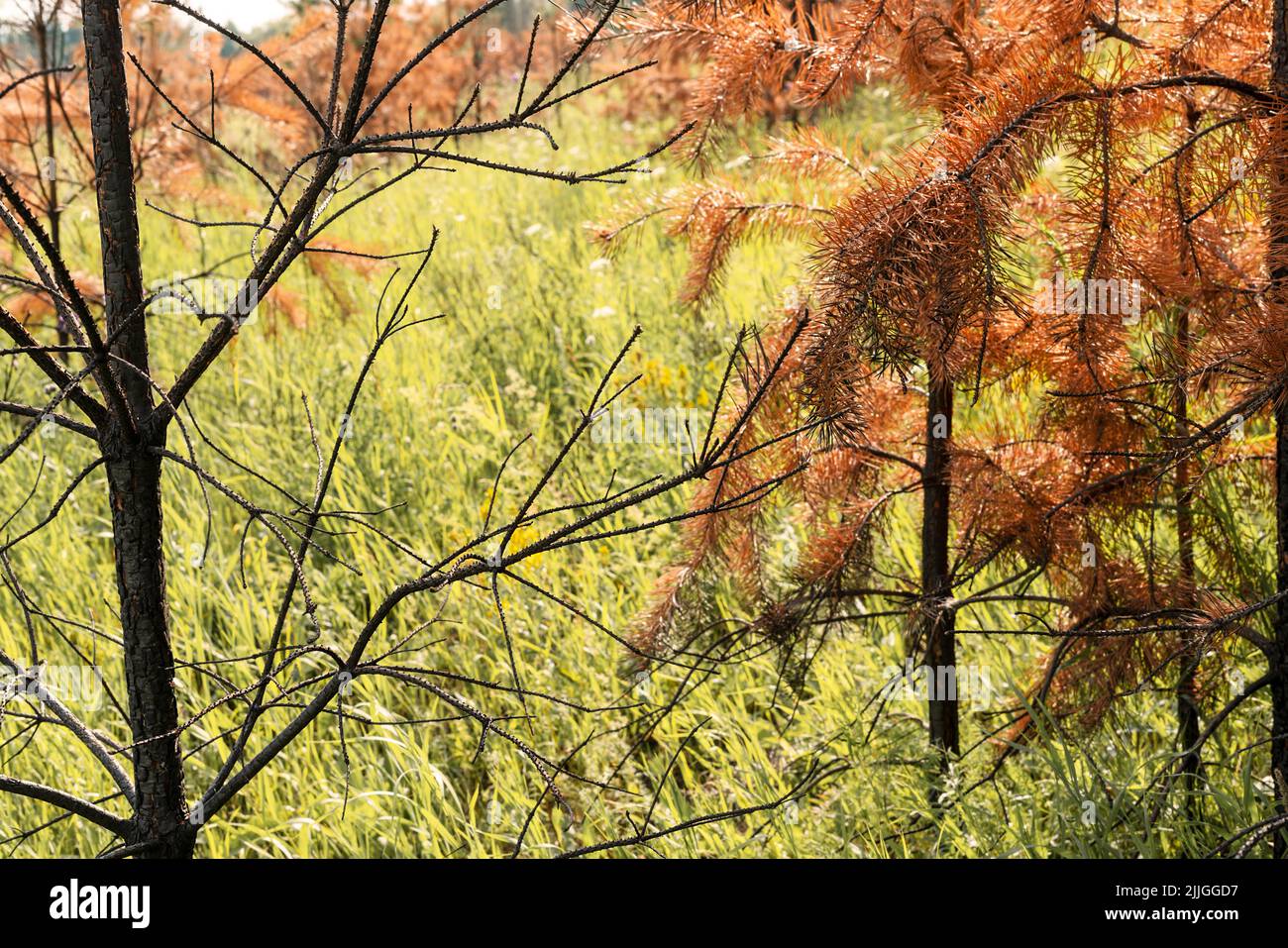 dried branches of burnt pine tree in yellow orange needles crown after ...