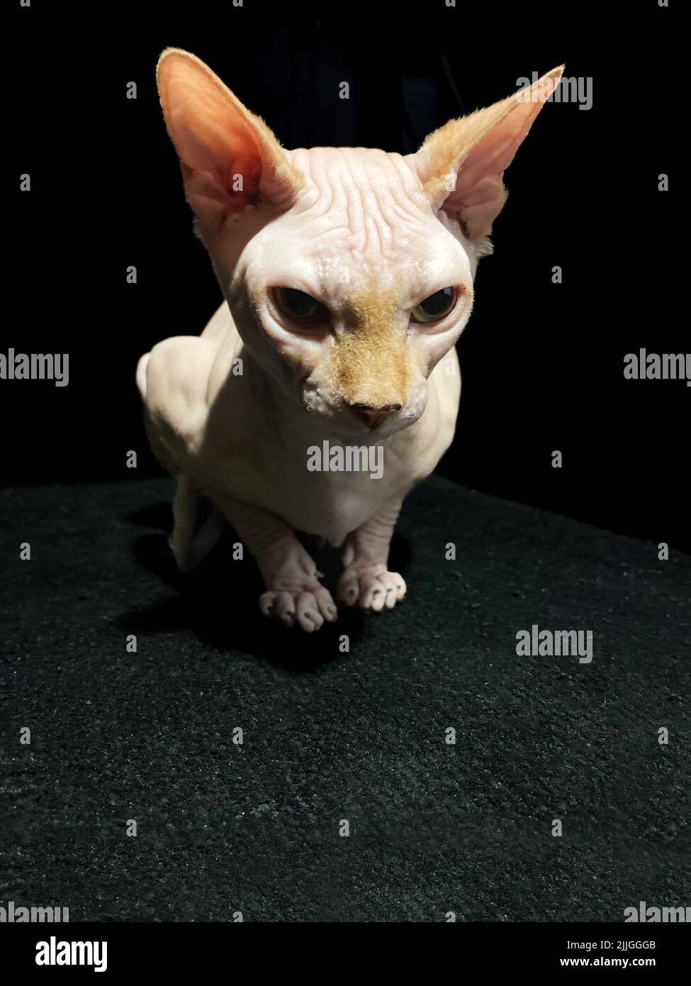A vertical shot of an adorable Canadian Sphynx cat posing near a black ...