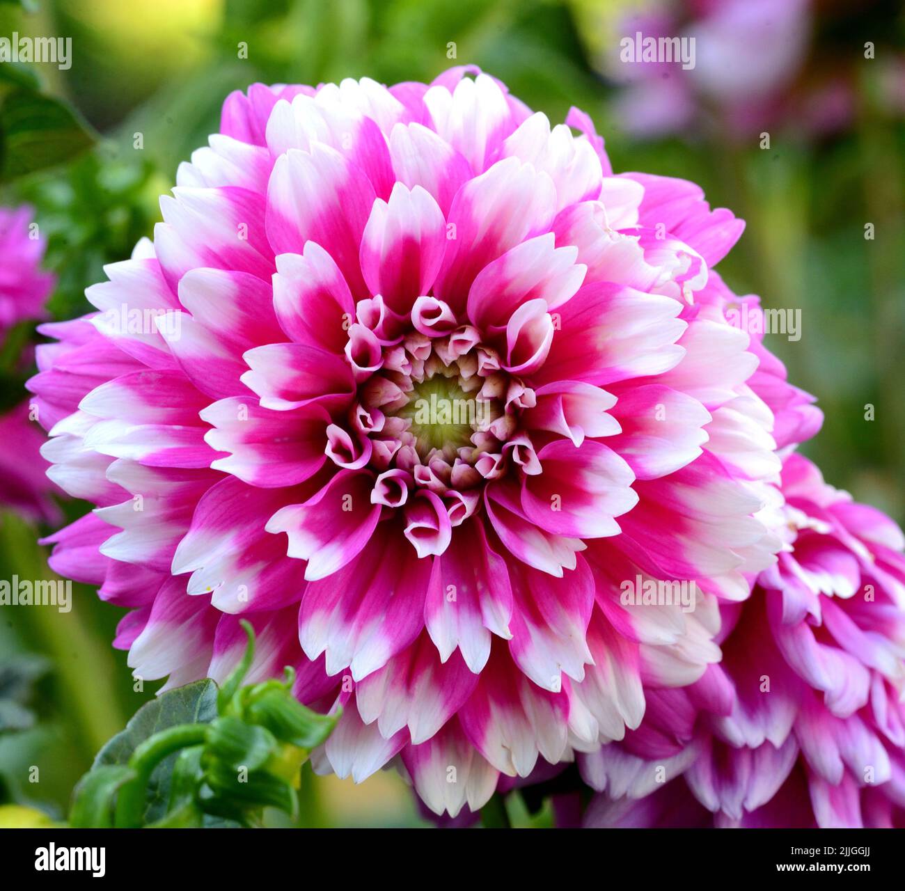 Fuzzy flower hi-res stock photography and images - Alamy