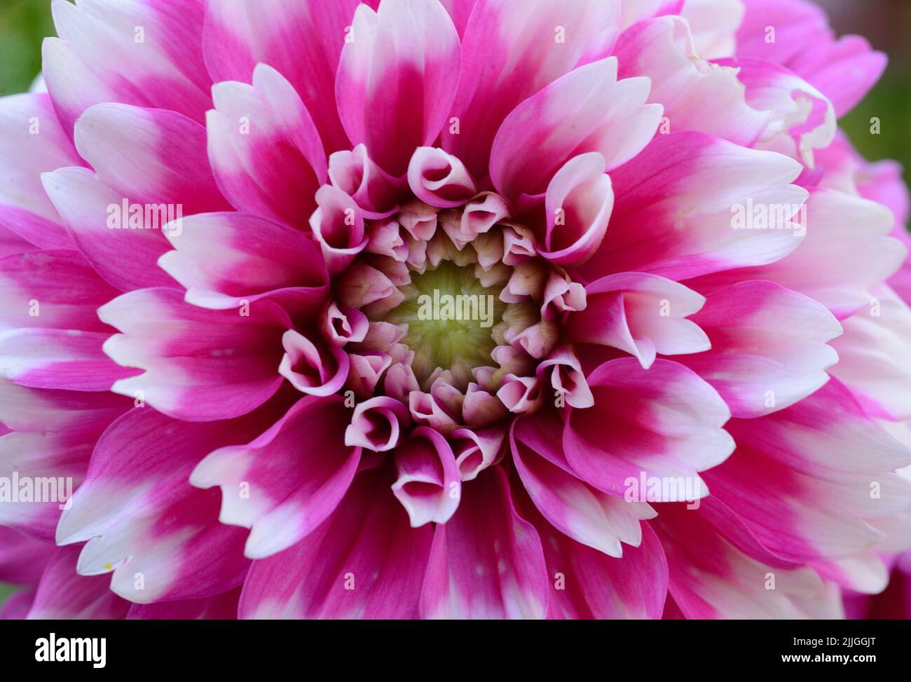 Closeup of a pink and white Dahlia (Fuzzy Wuzzy) flower Stock Photo - Alamy