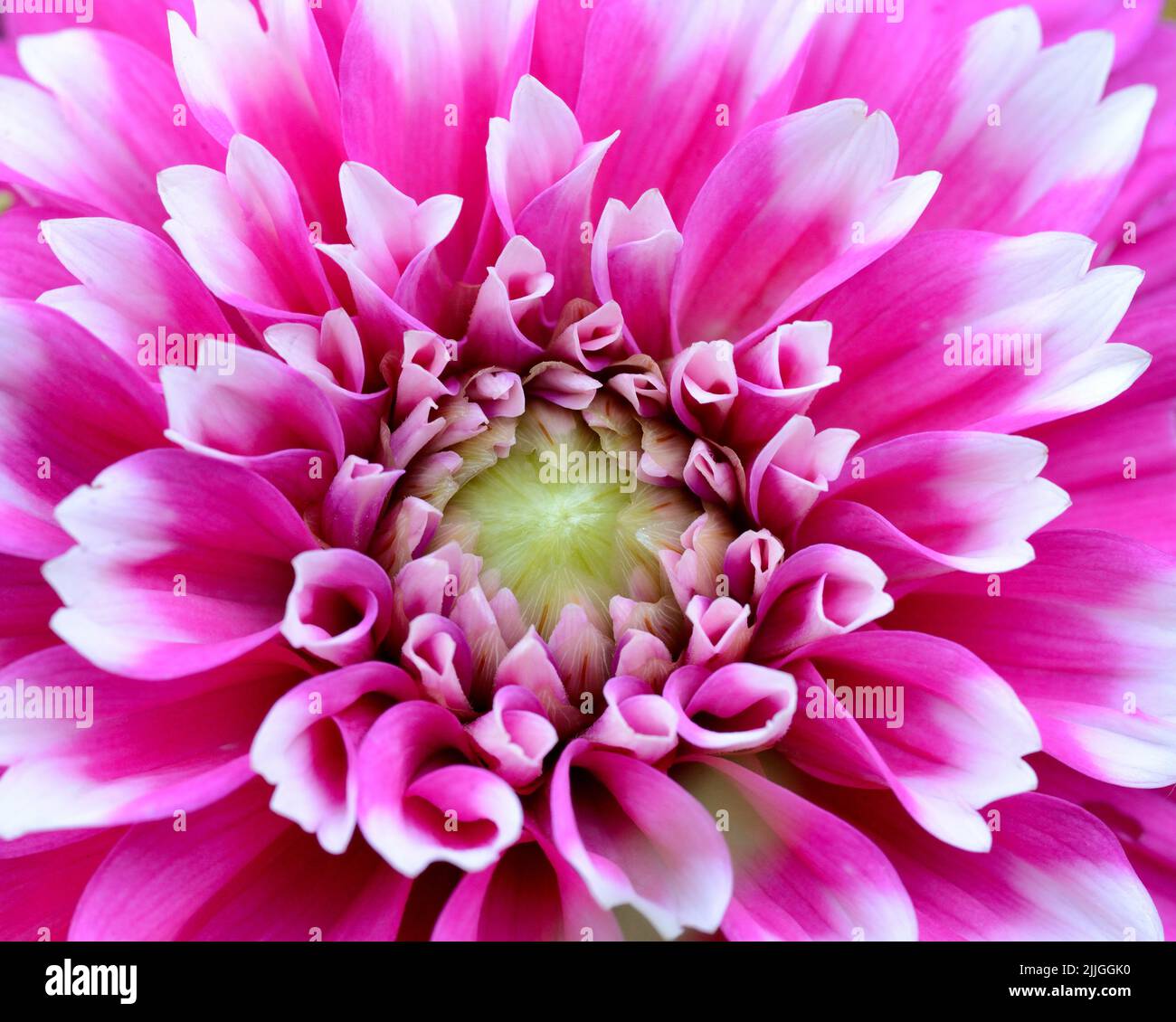 Fuzzy pink flower hi-res stock photography and images - Alamy