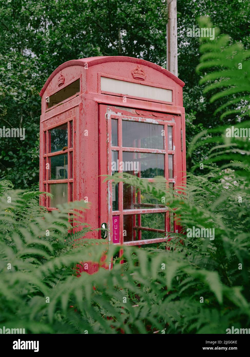A red pink rural telephone box half hidden by overgrown fern plants on ...