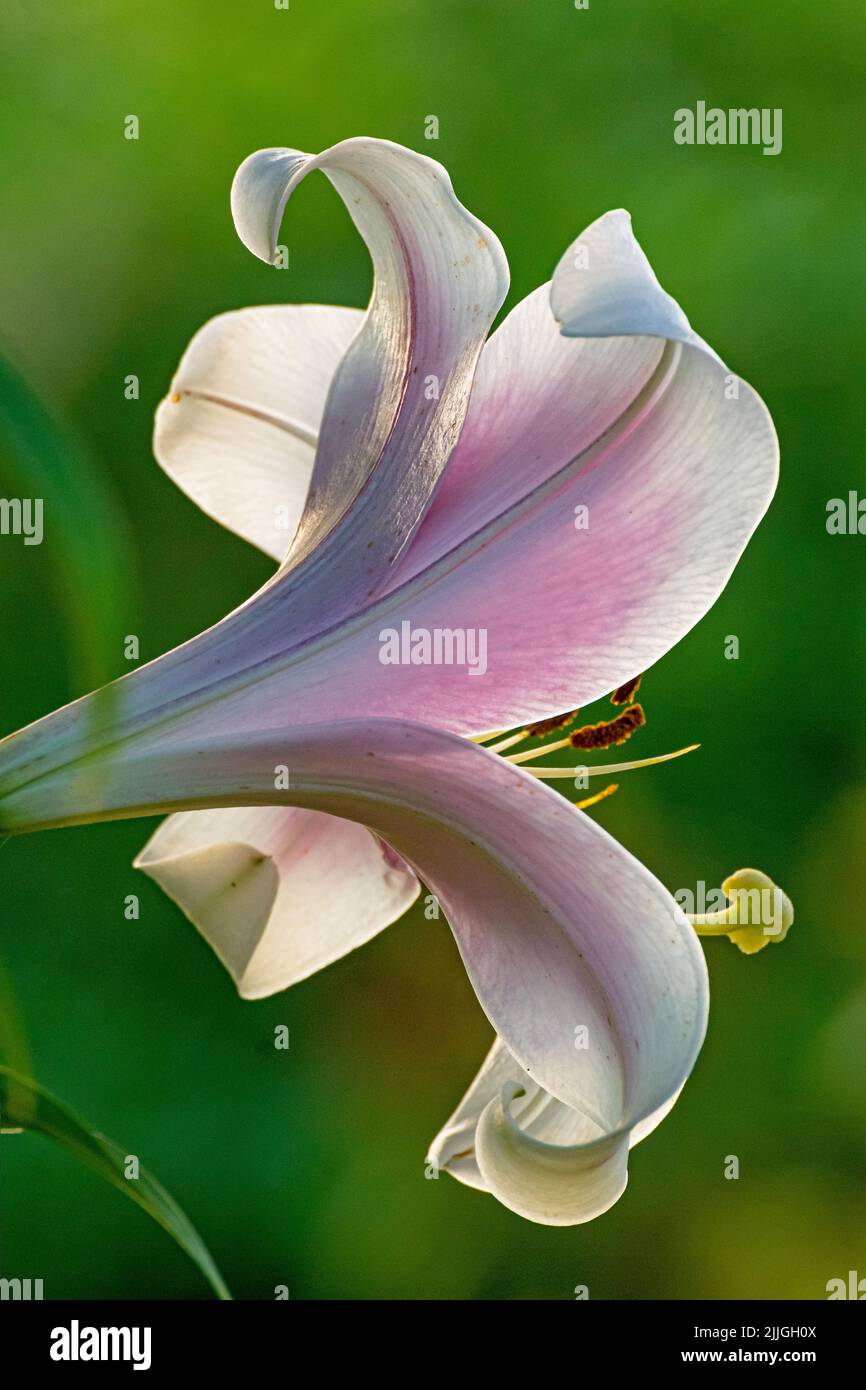 Side detail of a pink and white Lily flower Lilium Stock Photo - Alamy
