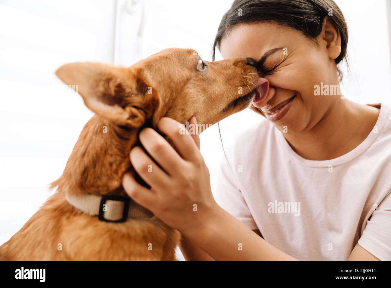 Ginger dog licking its owner's face by window at home Stock Photo - Alamy