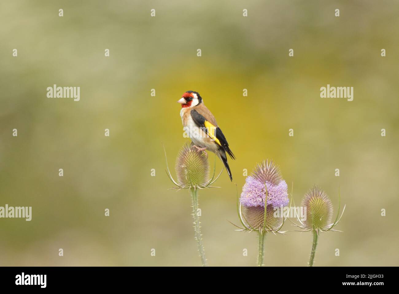 European Goldfinch at rest on a teasel head. Hertfordshire, England, UK ...