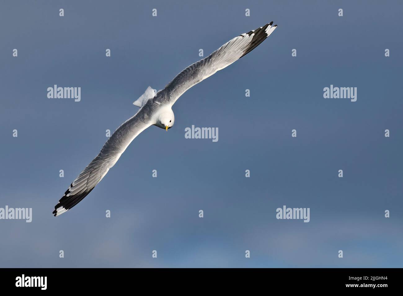 Arctic gull hi-res stock photography and images - Alamy