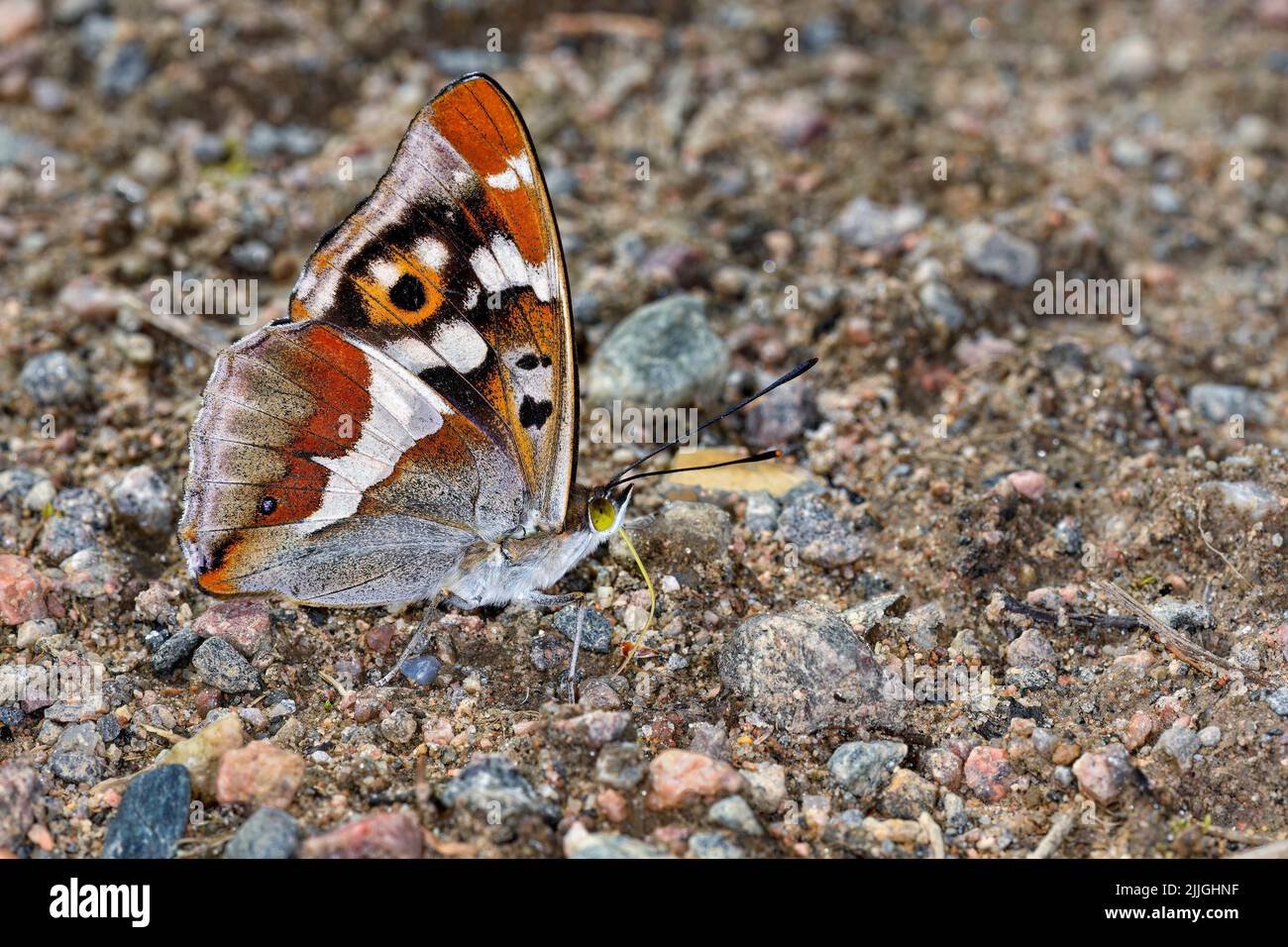 Palearctic hi-res stock photography and images - Alamy