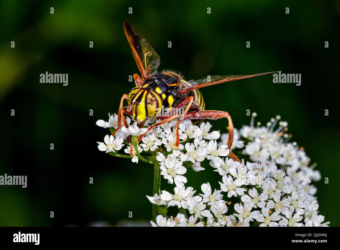 Spilomyia hi-res stock photography and images - Alamy