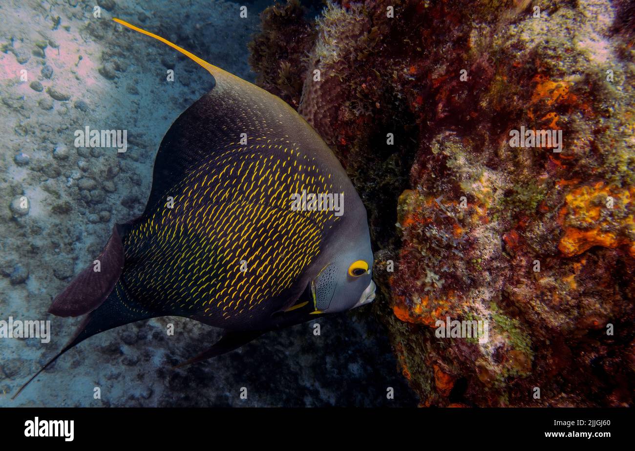 A French Angelfish (Pomacanthus paru) in Cozumel, Mexico Stock Photo ...