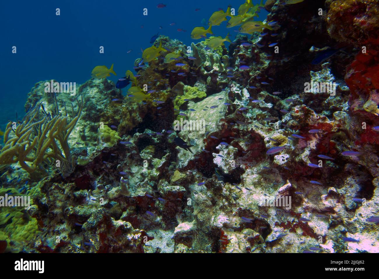 Coral reefs on the island of Cozumel in Mexico Stock Photo - Alamy