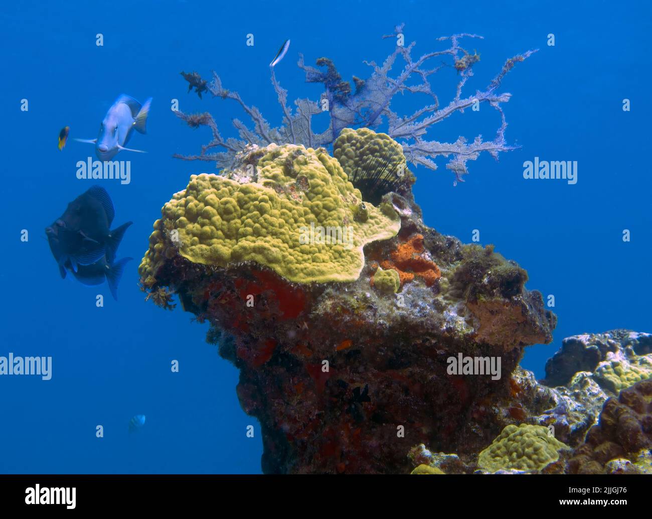 Coral reefs on the island of Cozumel in Mexico Stock Photo - Alamy