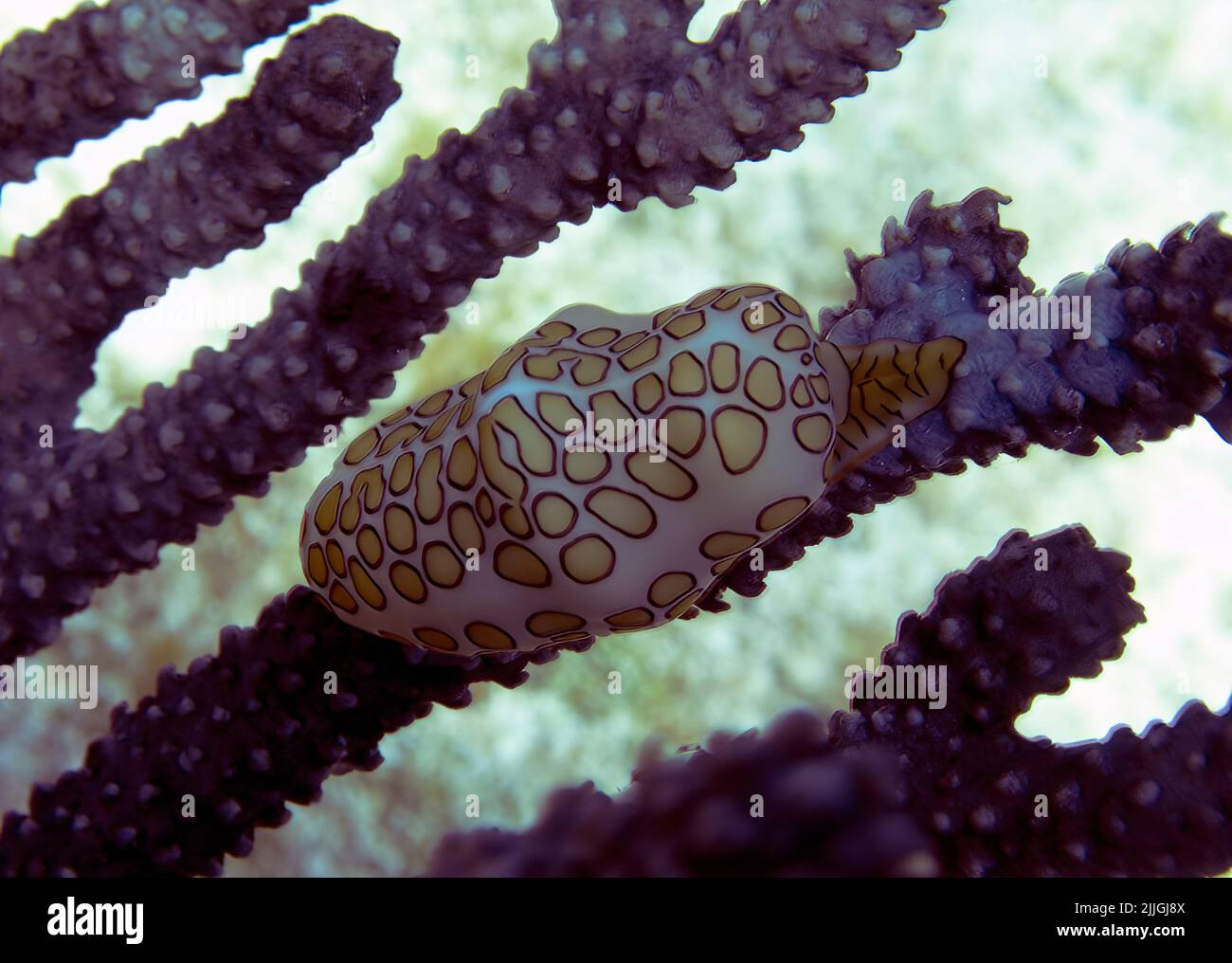 Flamingo tongue snail hi-res stock photography and images - Alamy