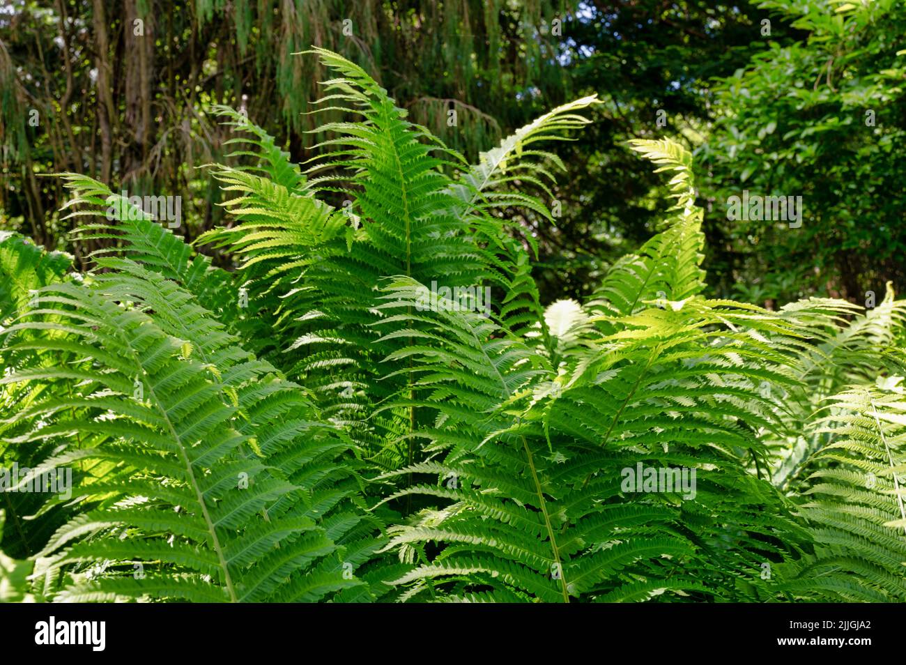 Green ferns in sunlight growing in a forest in Ireland Stock Photo - Alamy