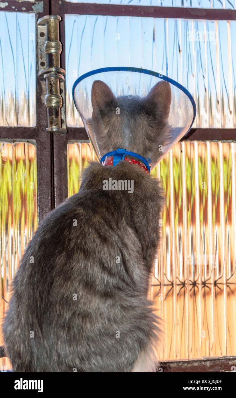 Colar elizabetano hi-res stock photography and images - Alamy