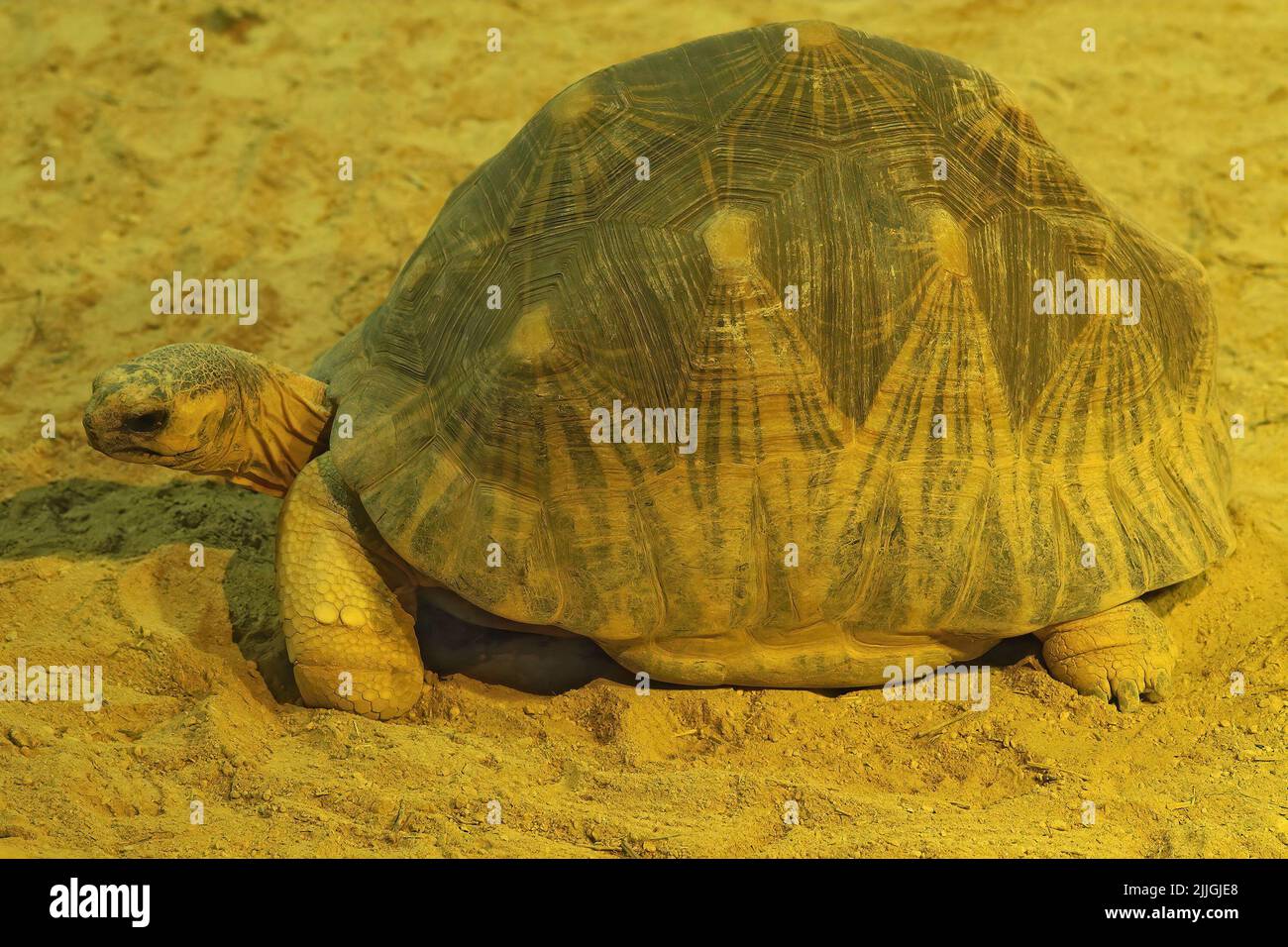 Closeup on the critically endangered radiated tortoise Astrochelys ...