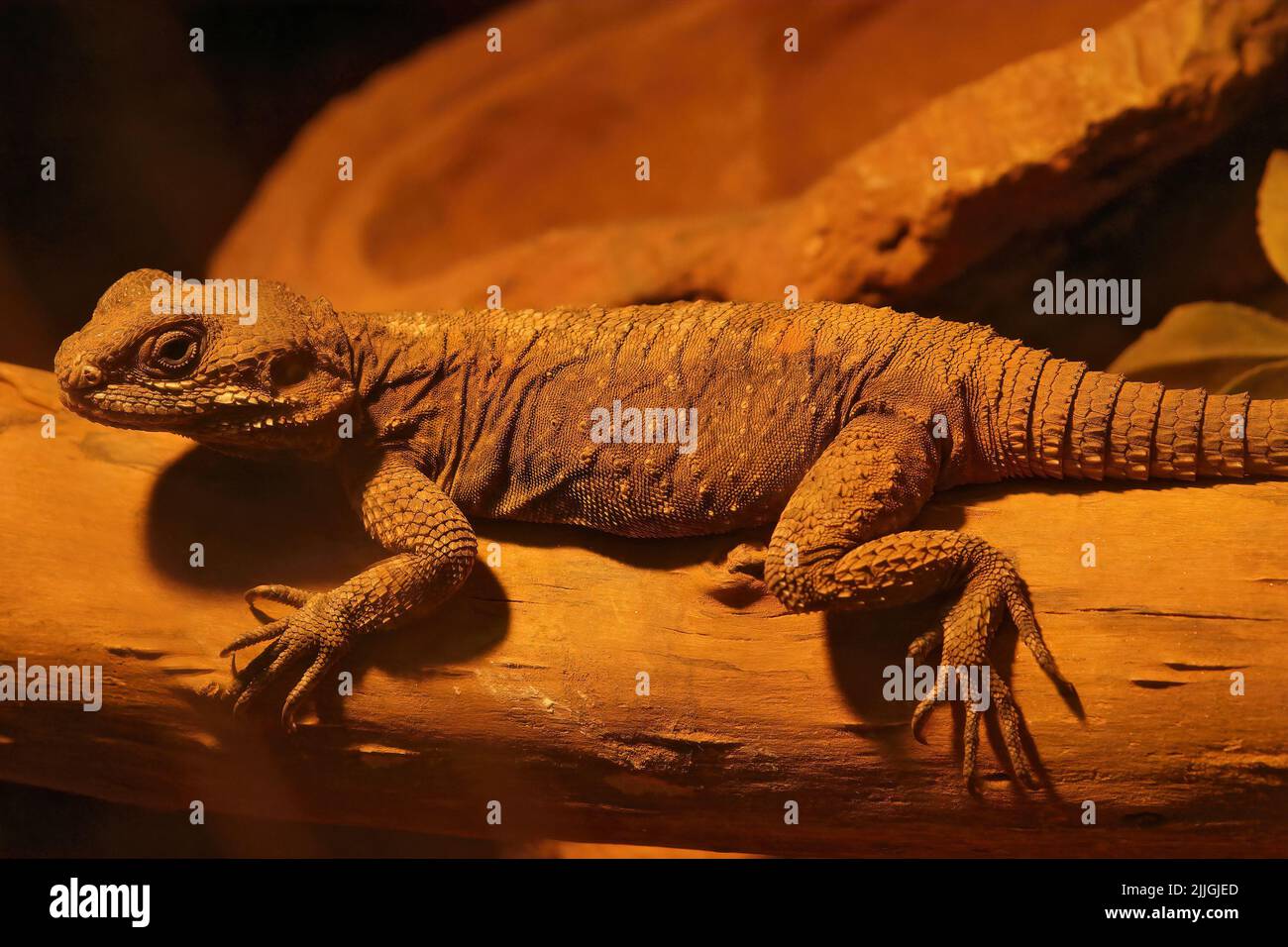 Closeup on the Egyptian Desert agama,Trapelus mutabilis, in a terrarium ...