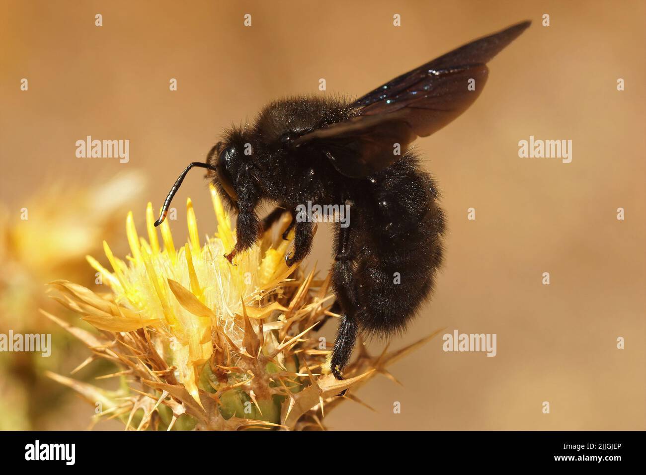Closeup on the largest European black solitary bee, Xylocopa violacea ...