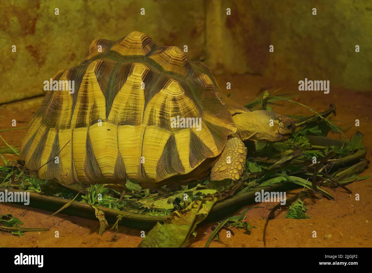 Closeup on the critically endangered angonoka tortoise , Astrochelys ...