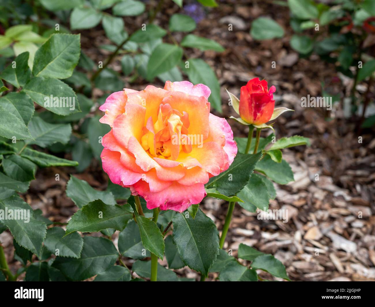 Hybrid tea rose flower and bud, variety Inspiration Stock Photo - Alamy