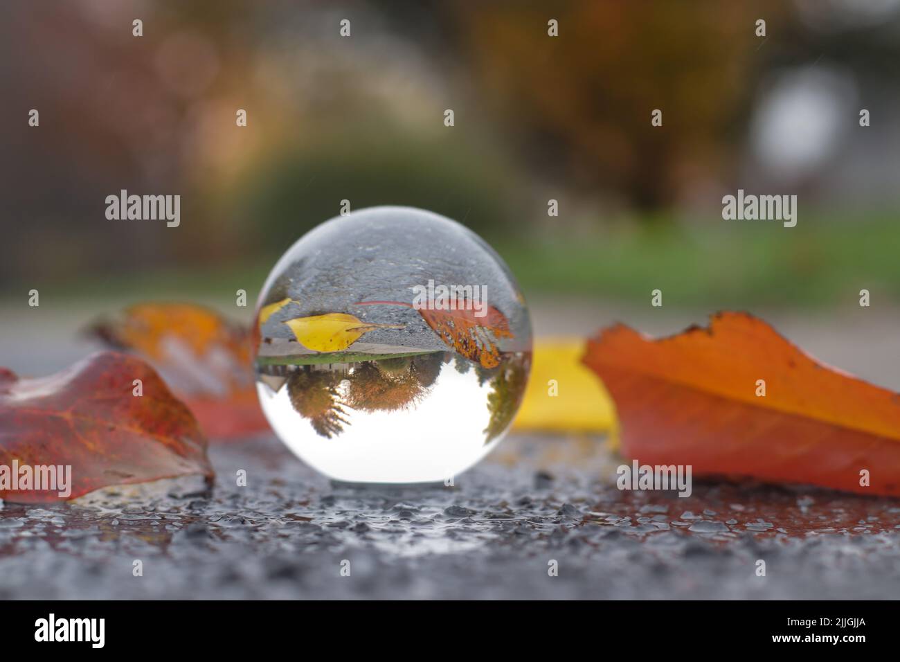 autumn scene reflected in crystal ball with eaves on pavement Stock ...