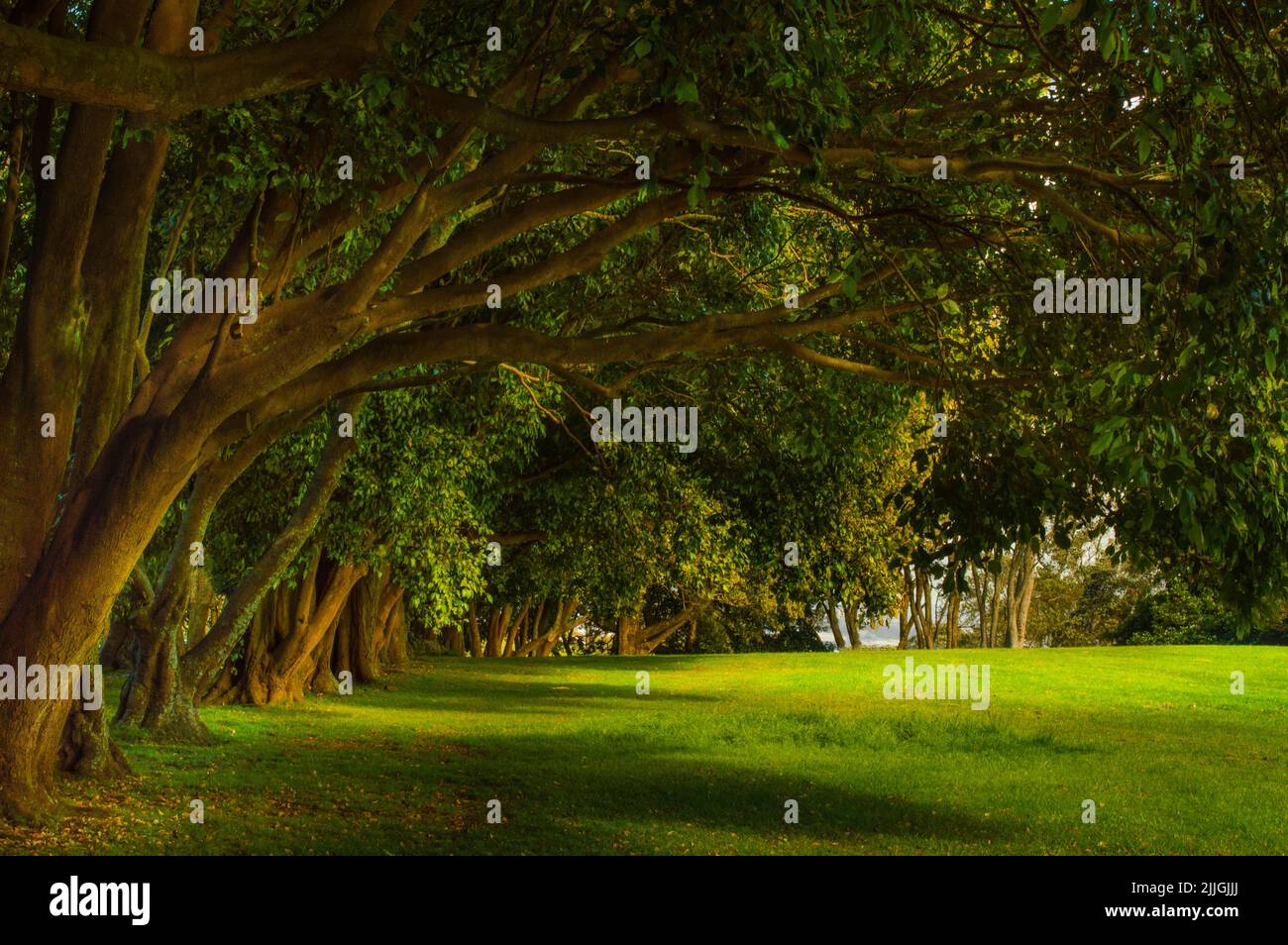 A scenic green landscape in One Tree Hill, Auckland, New Zealand Stock ...
