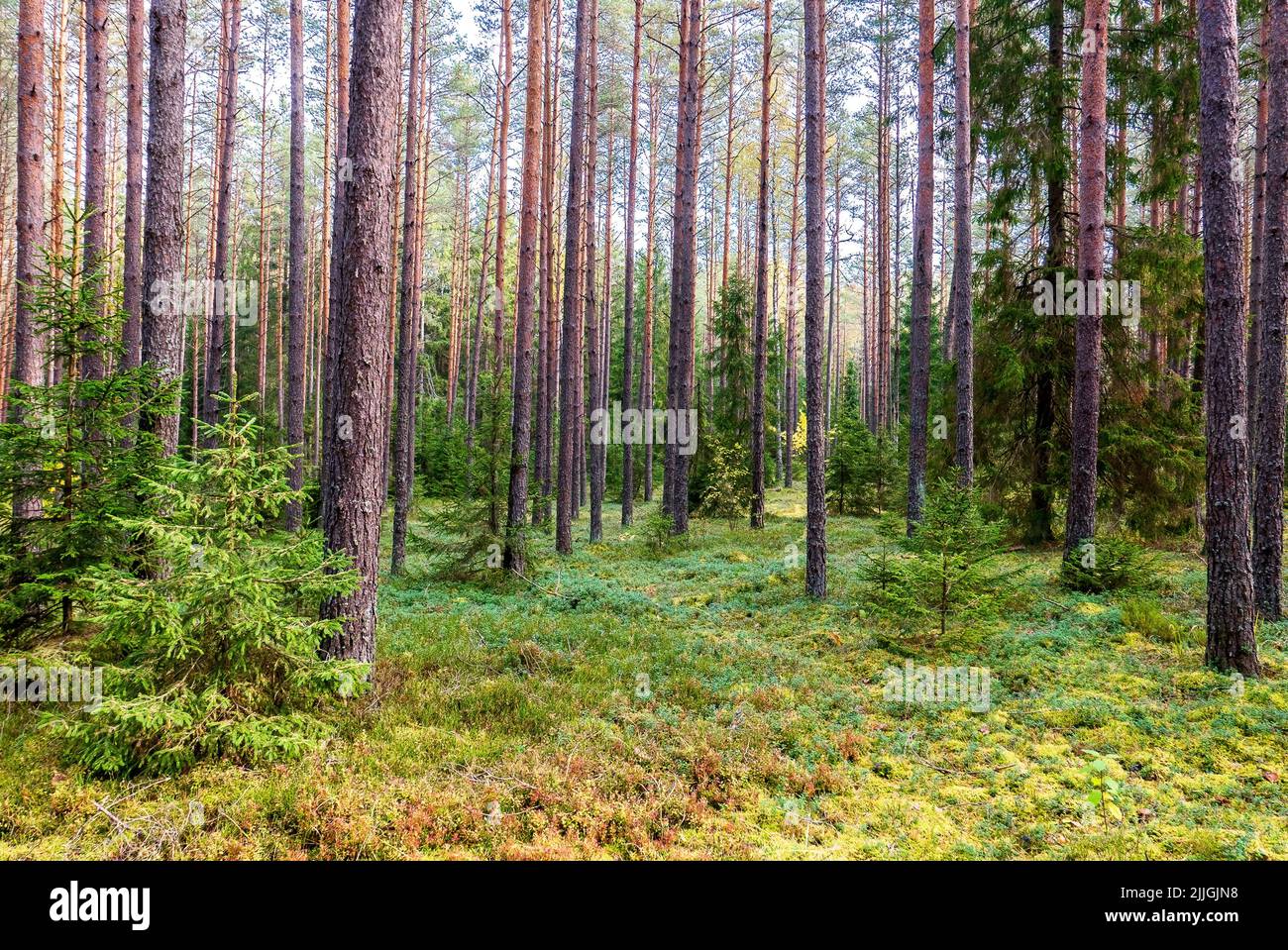 Pine moss hi-res stock photography and images - Alamy