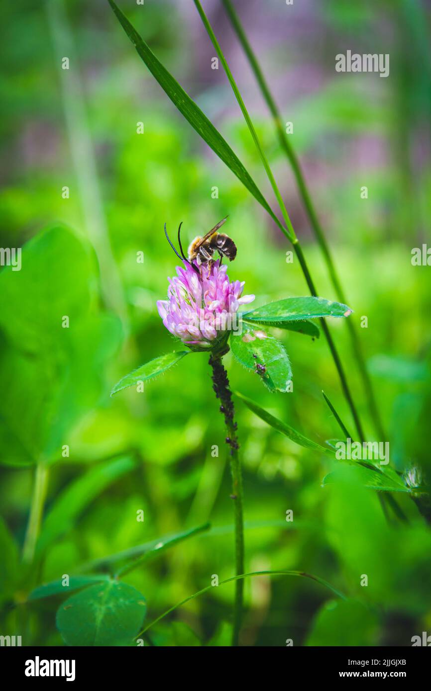 Beautiful flowers in the green grass. Flower close-up in the thicket ...