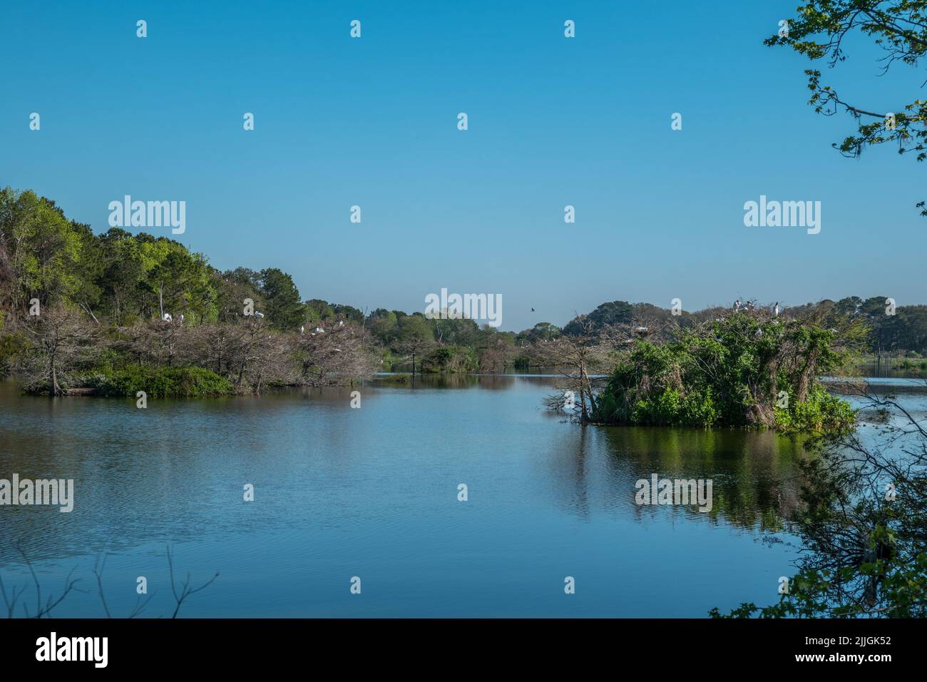In the distance are several different species of birds and storks ...