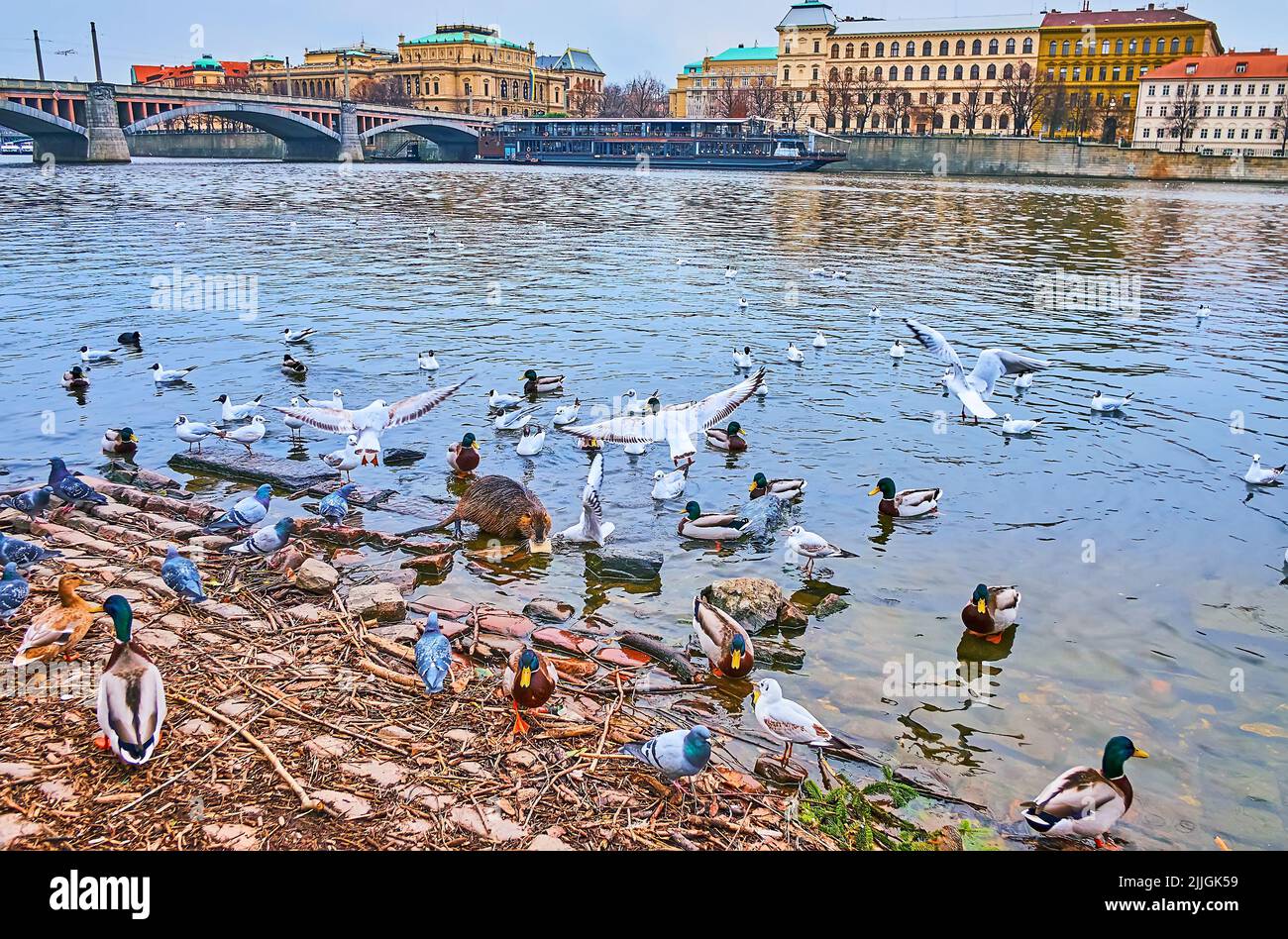 The birds and beaver on the bank of Vltava River with Manes Bridge in ...