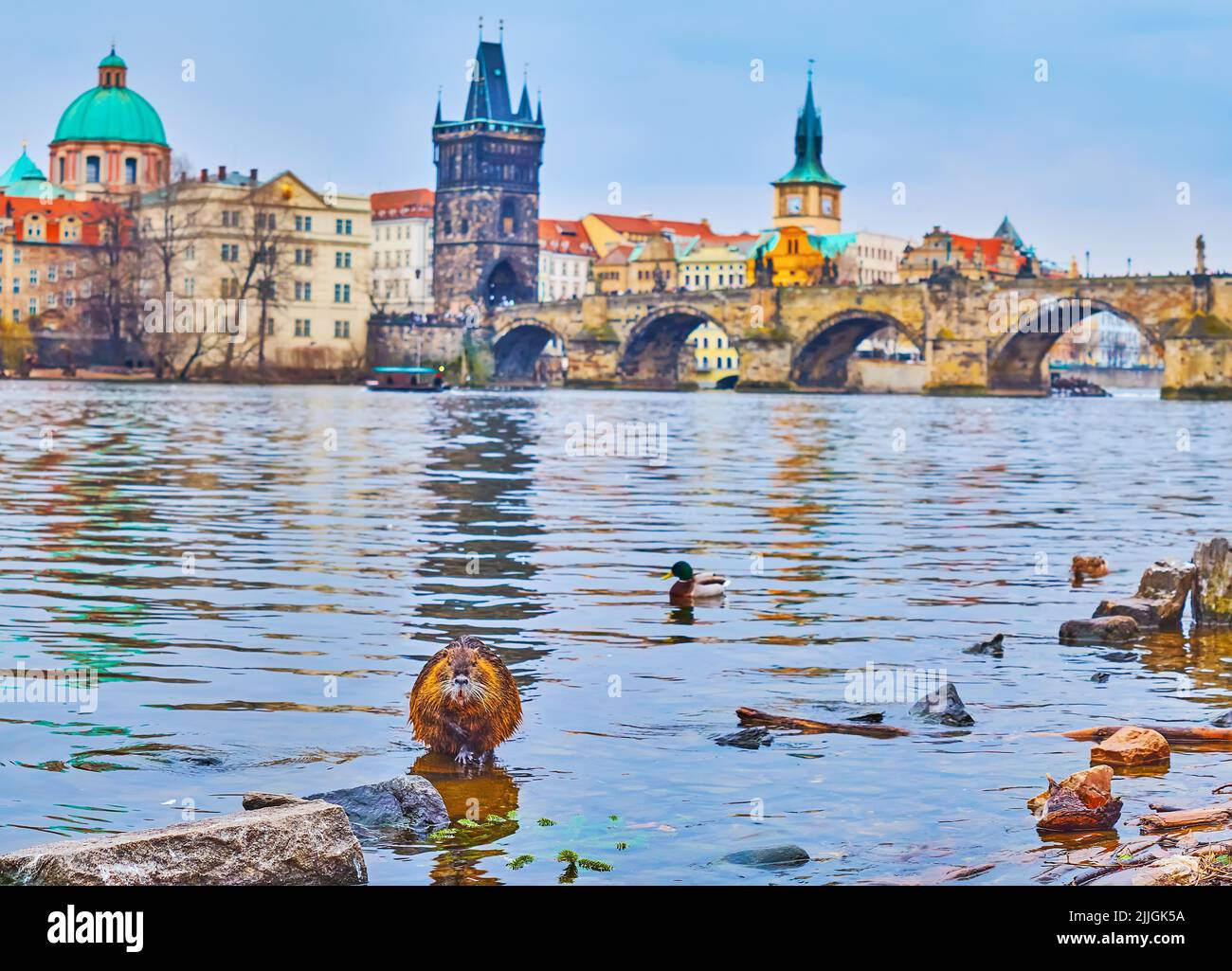 The bank of Vltava River with a beaver in front of the Charles Bridge ...