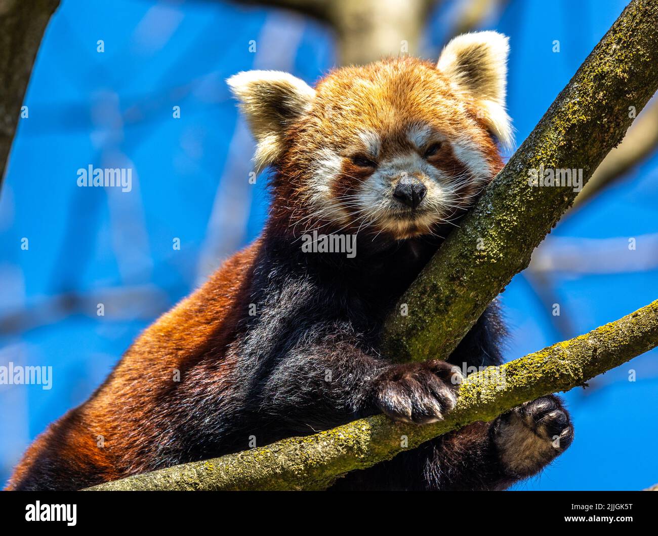 The red panda, Ailurus fulgens, also called the lesser panda and the ...