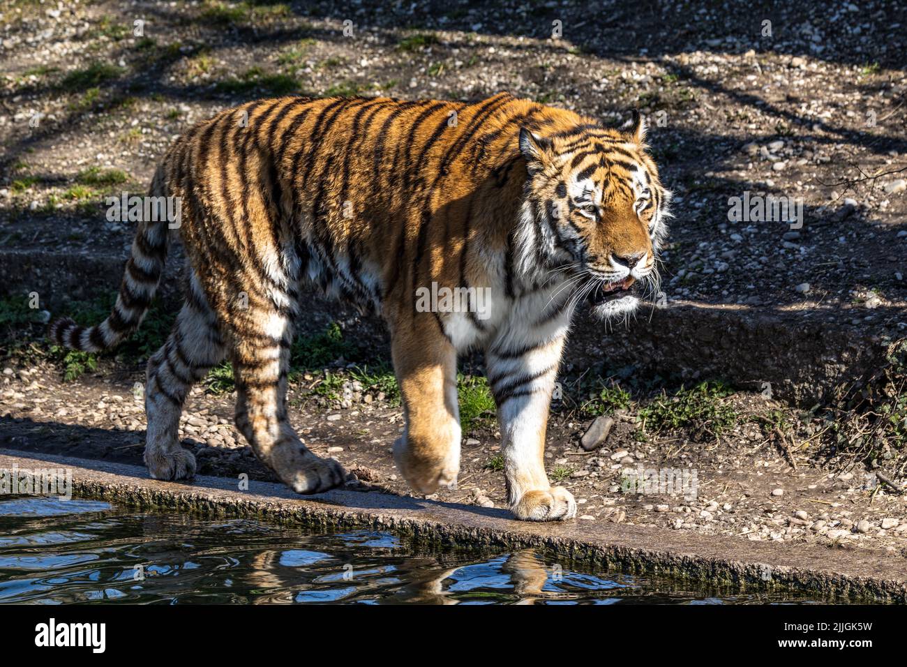 The Siberian tiger,Panthera tigris altaica is the biggest cat in the ...