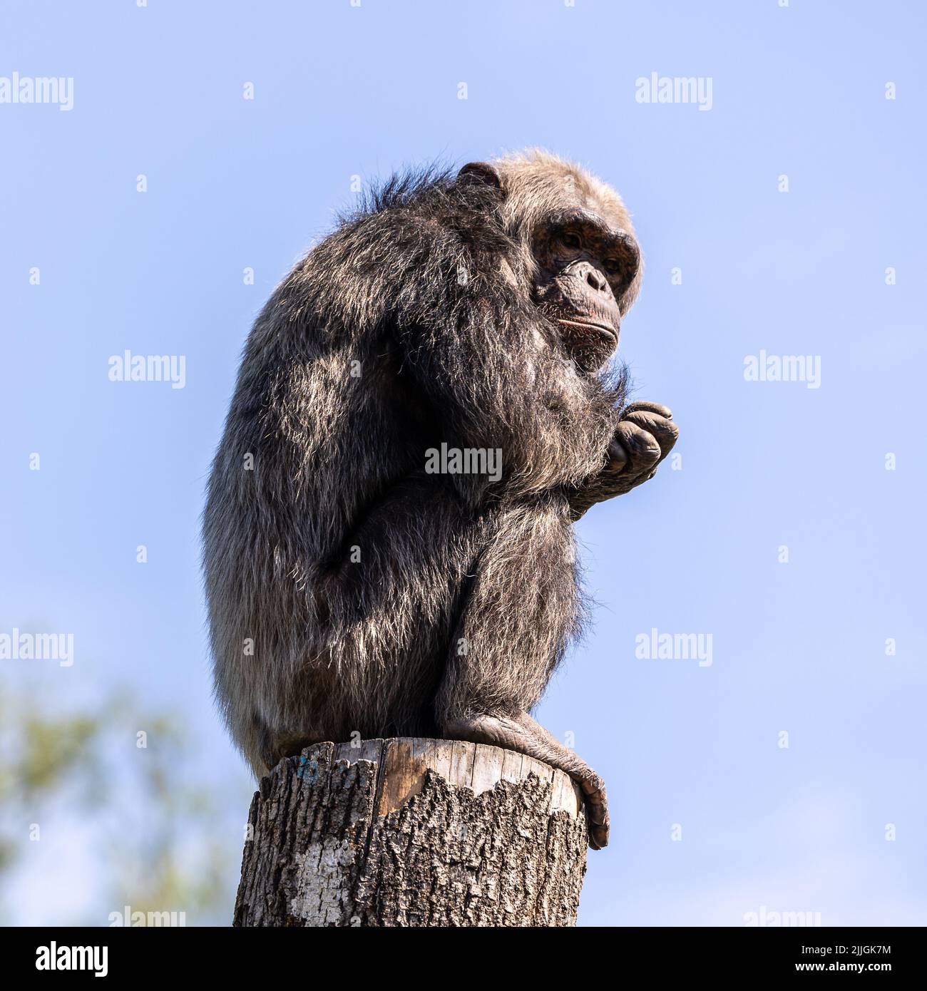 Common Chimpanzee, Pan troglodytes, popular great ape from African ...