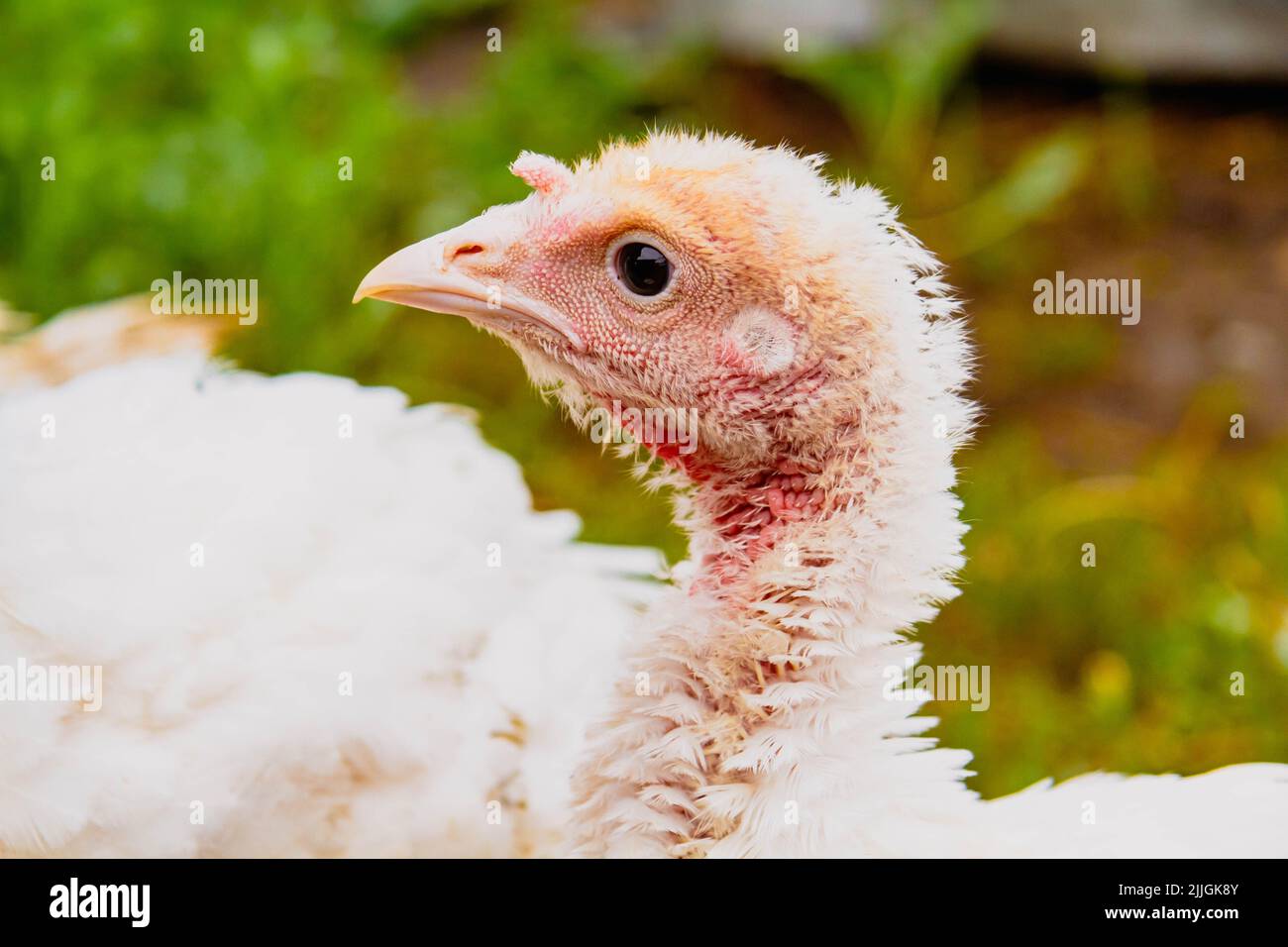 Turkey cubs. Little turkeys. Feeding and caring for birds. Poultry farm ...