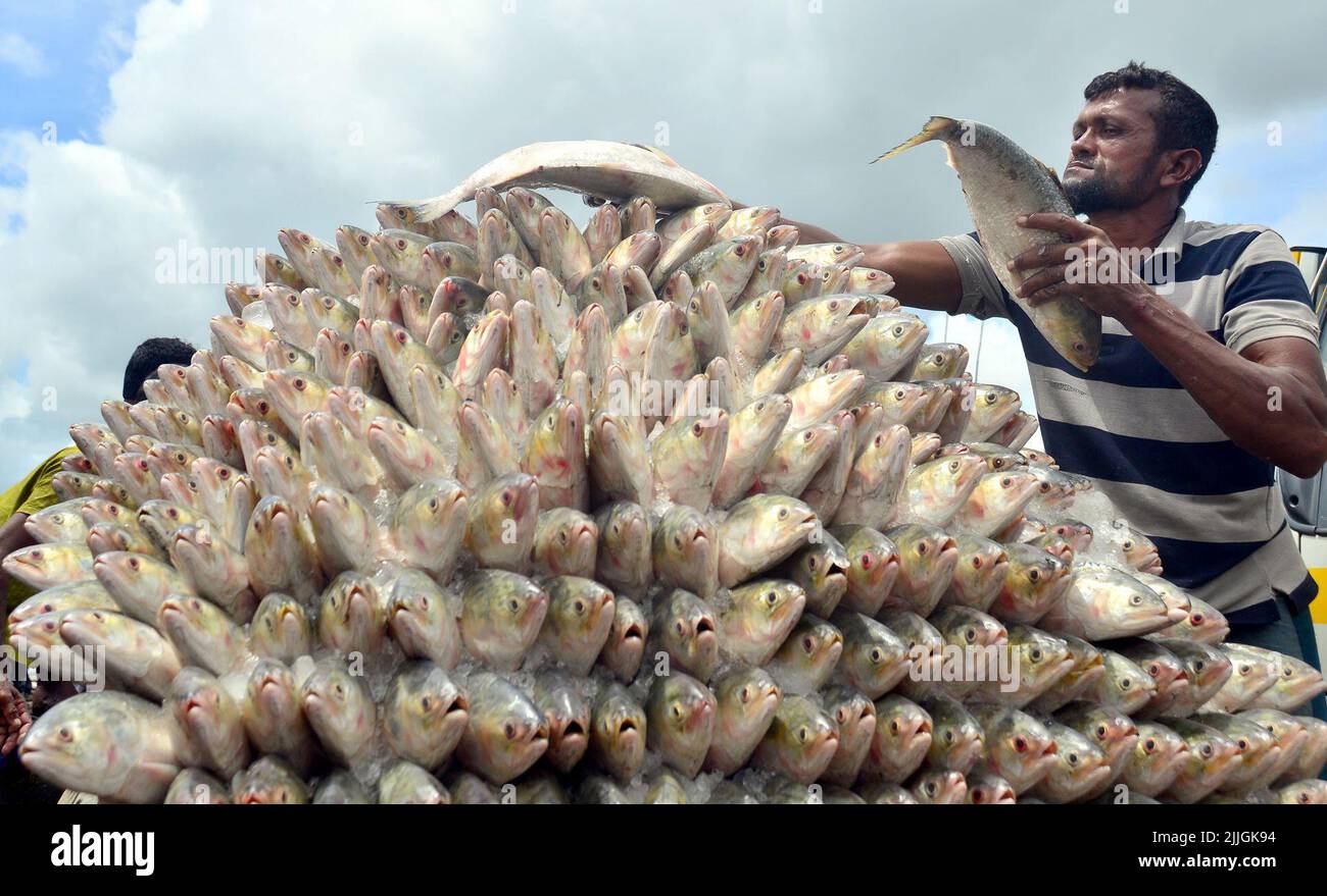 Chattogram. 26th July, 2022. A vendor processes Hilsa fish at a fish ...