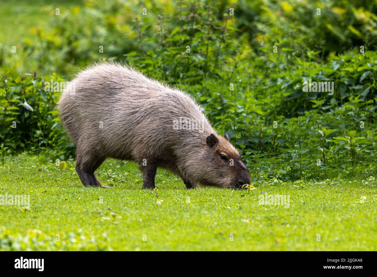 The capybara, Hydrochoerus hydrochaeris is a mammal native to South ...