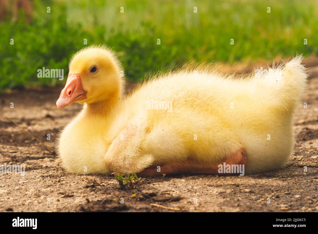 Gosling. Poultry farm for breeding geese. Little goose chicks in the ...