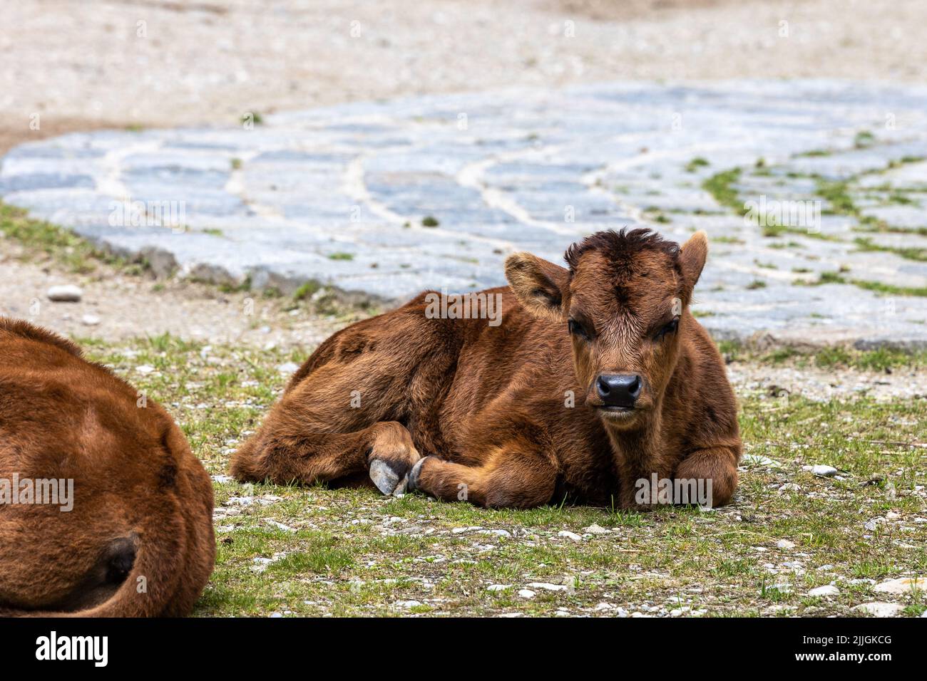 Young baby Heck cattle, Bos primigenius taurus, claimed to resemble the ...