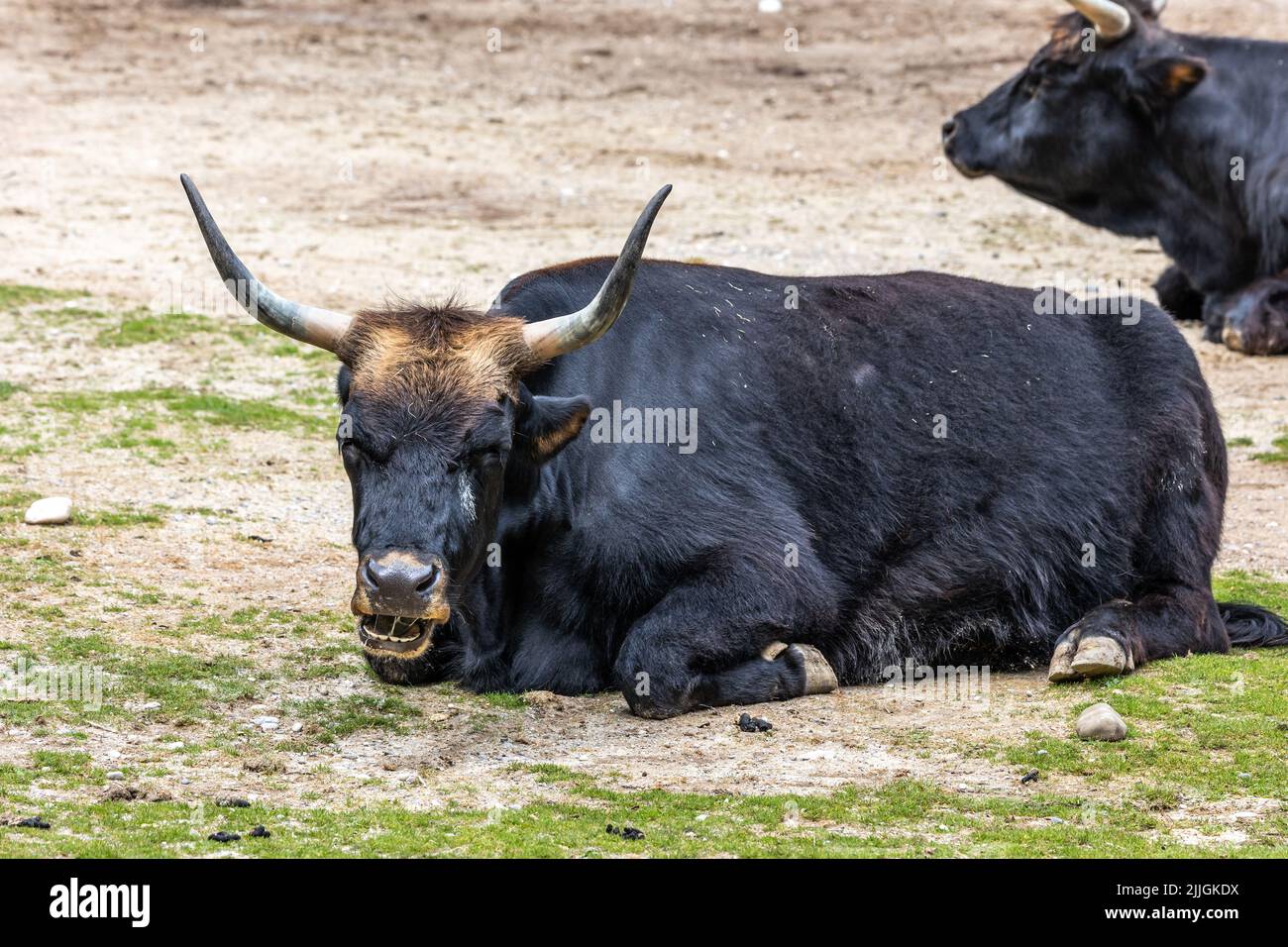 Heck cattle, Bos primigenius taurus, claimed to resemble the extinct ...