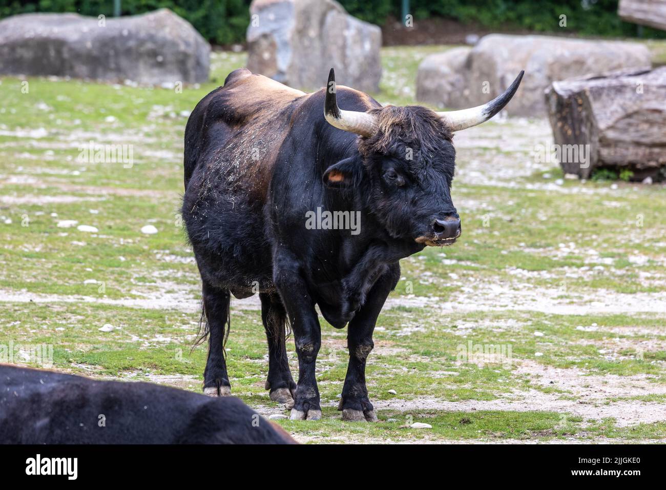 Heck cattle, Bos primigenius taurus, claimed to resemble the extinct aurochs. Domestic highland ...