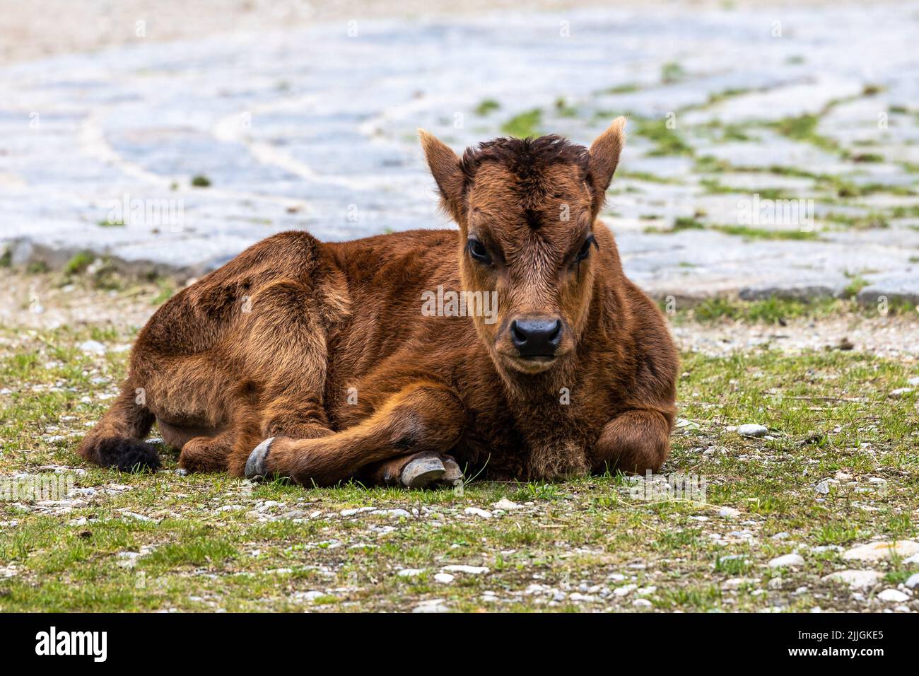 Young baby Heck cattle, Bos primigenius taurus, claimed to resemble the ...