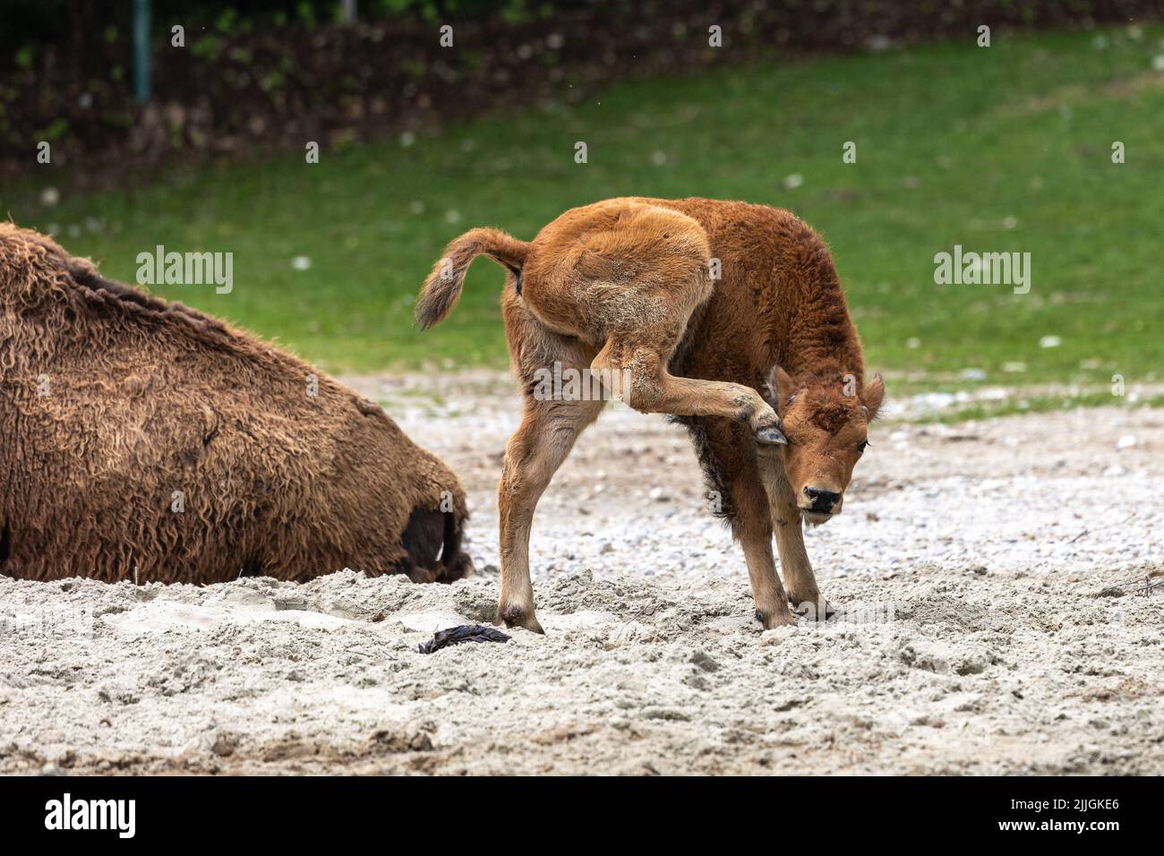 Family of American bison or simply bison, also commonly known as the ...