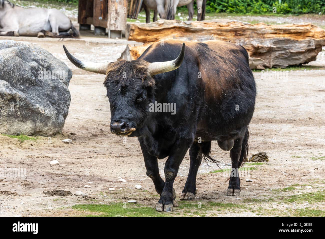 Heck cattle, Bos primigenius taurus, claimed to resemble the extinct ...