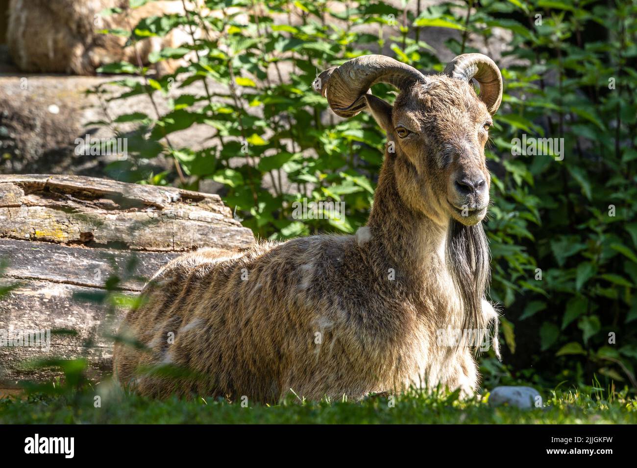Turkmenian markhor, Capra falconeri heptneri. The name of this species ...