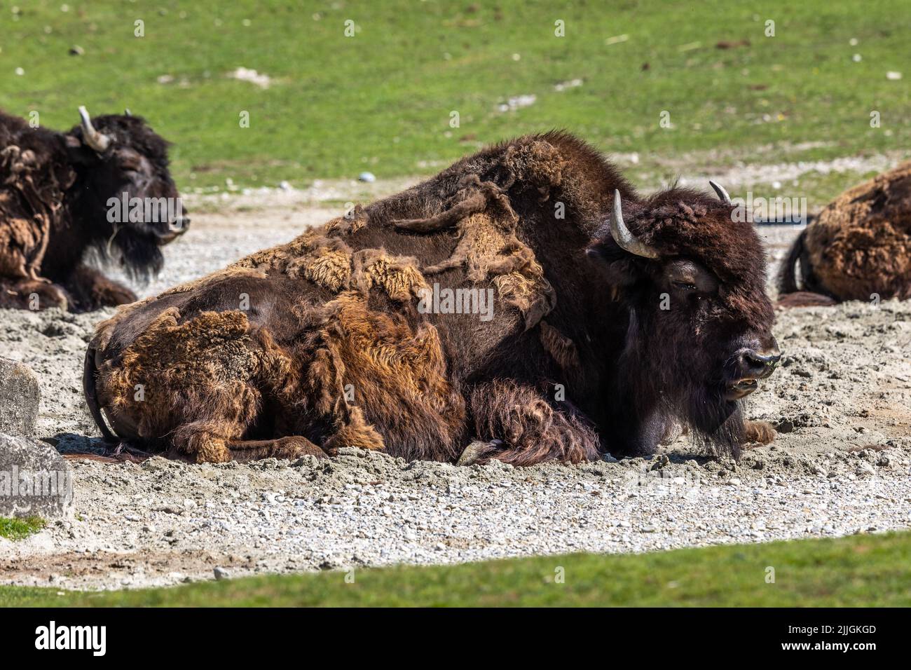 The American bison or simply bison, also commonly known as the American ...