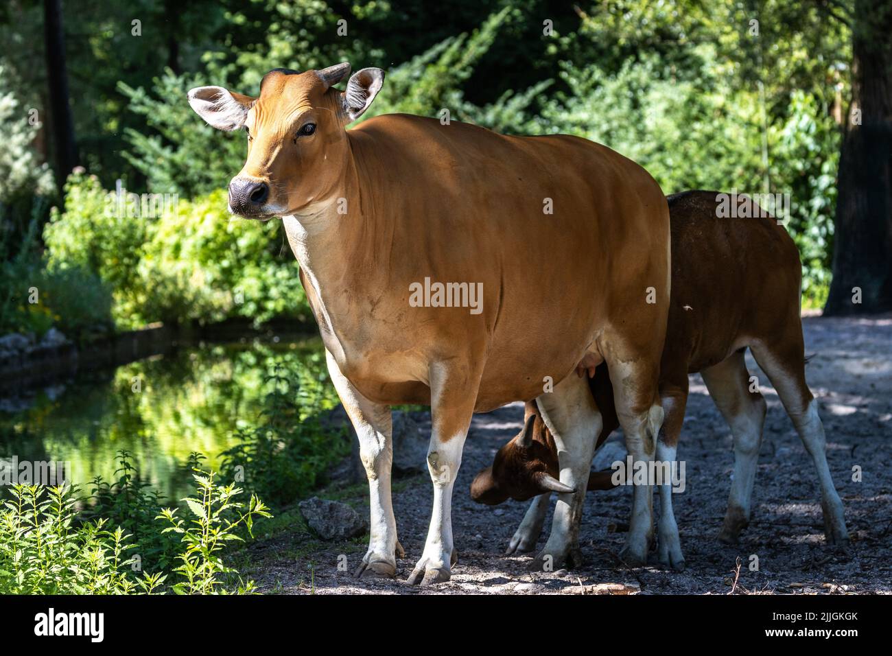 Banteng, Bos javanicus or Red Bull. It is a type of wild cattle But ...